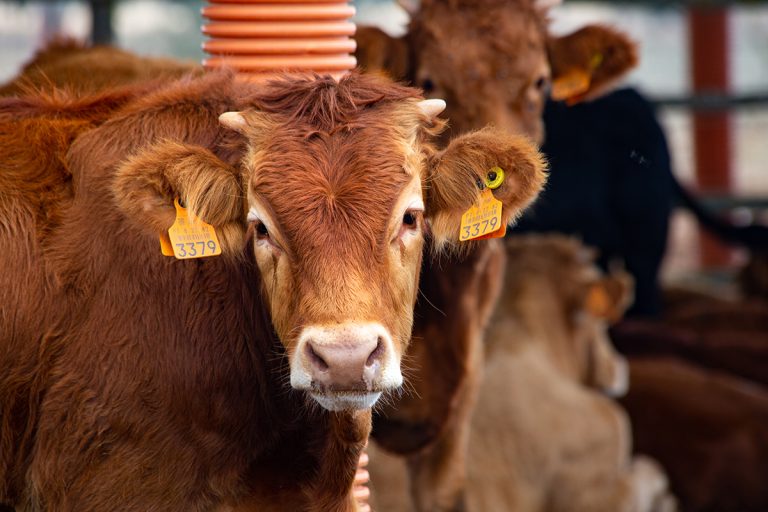 Future Beef - Monte do Pasto